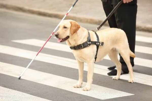 Guide Dogs, Canes, and More: Types of Mobility Aids Explained